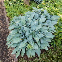 Graublaue Funkie Halcyon - Hosta Halcyon | Bakker.com