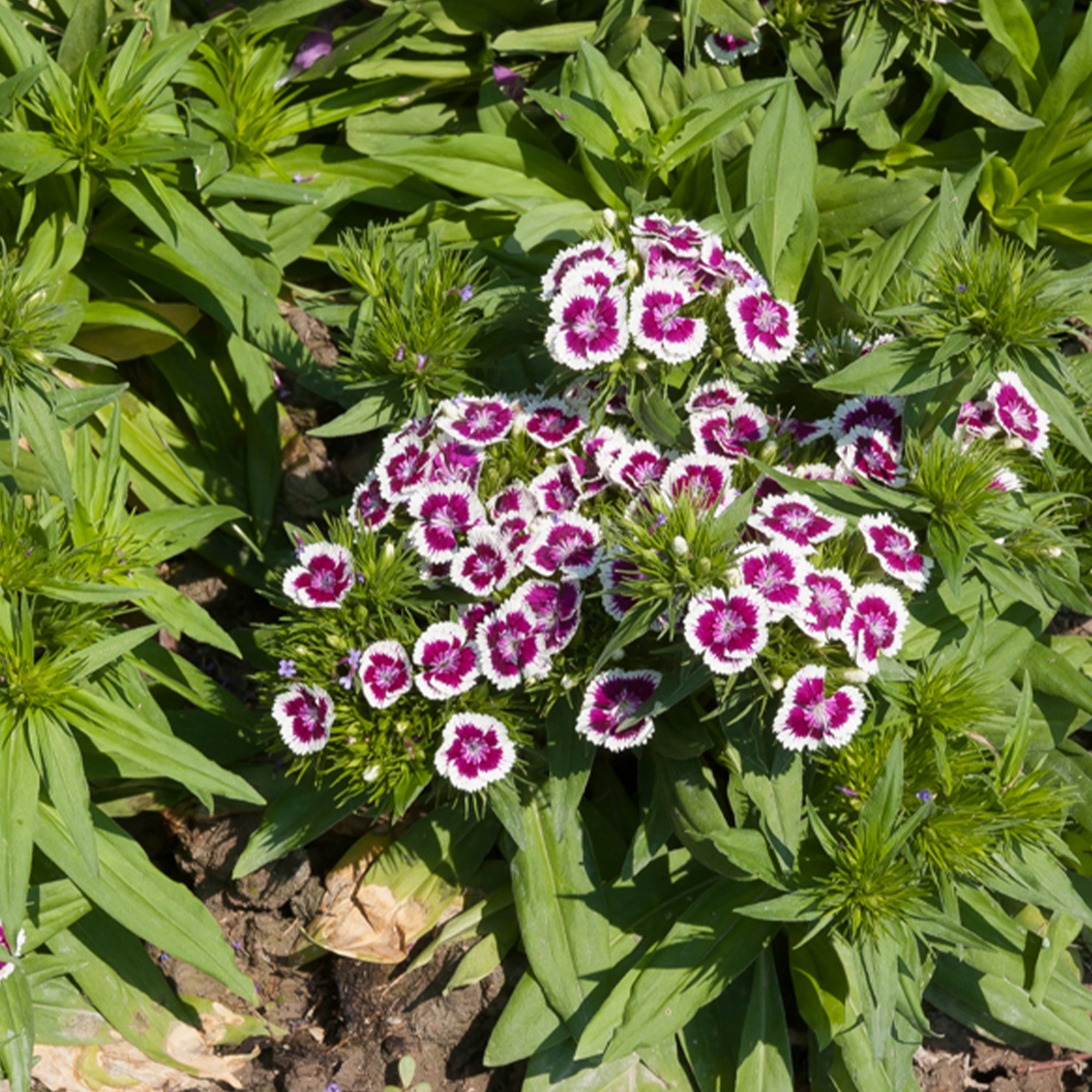 Bartnelke purple Picotee - Dianthus barbatus Barbarini Purple Picotee ...