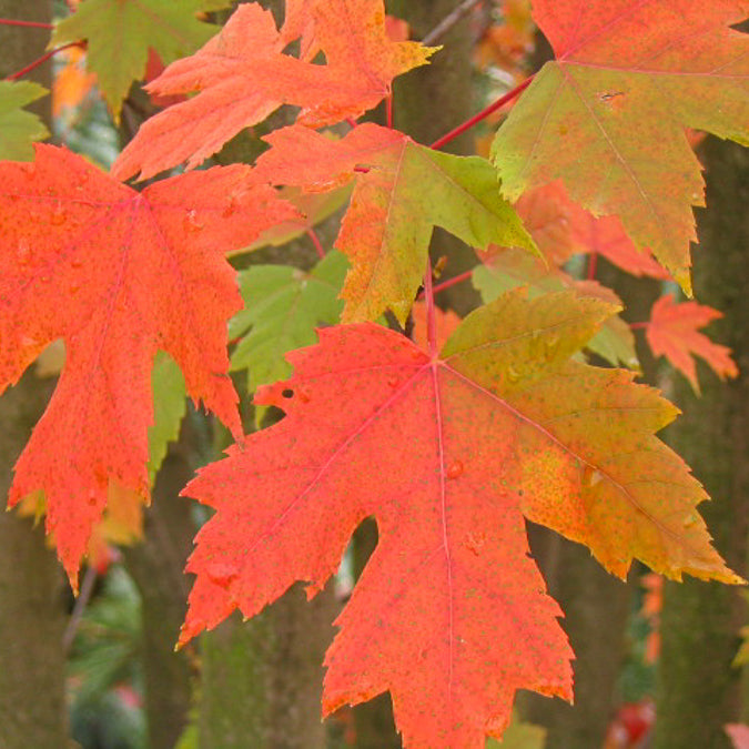 Freeman-Ahorn 'Autumn Blaze' - Acer freemanii Autumn Blaze | Bakker.com