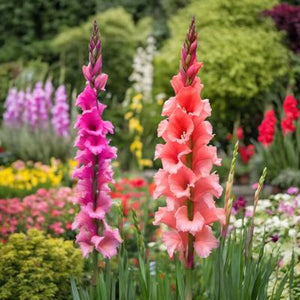 Häufige Krankheiten von Gladiolen erkennen und behandeln – Bakker.com