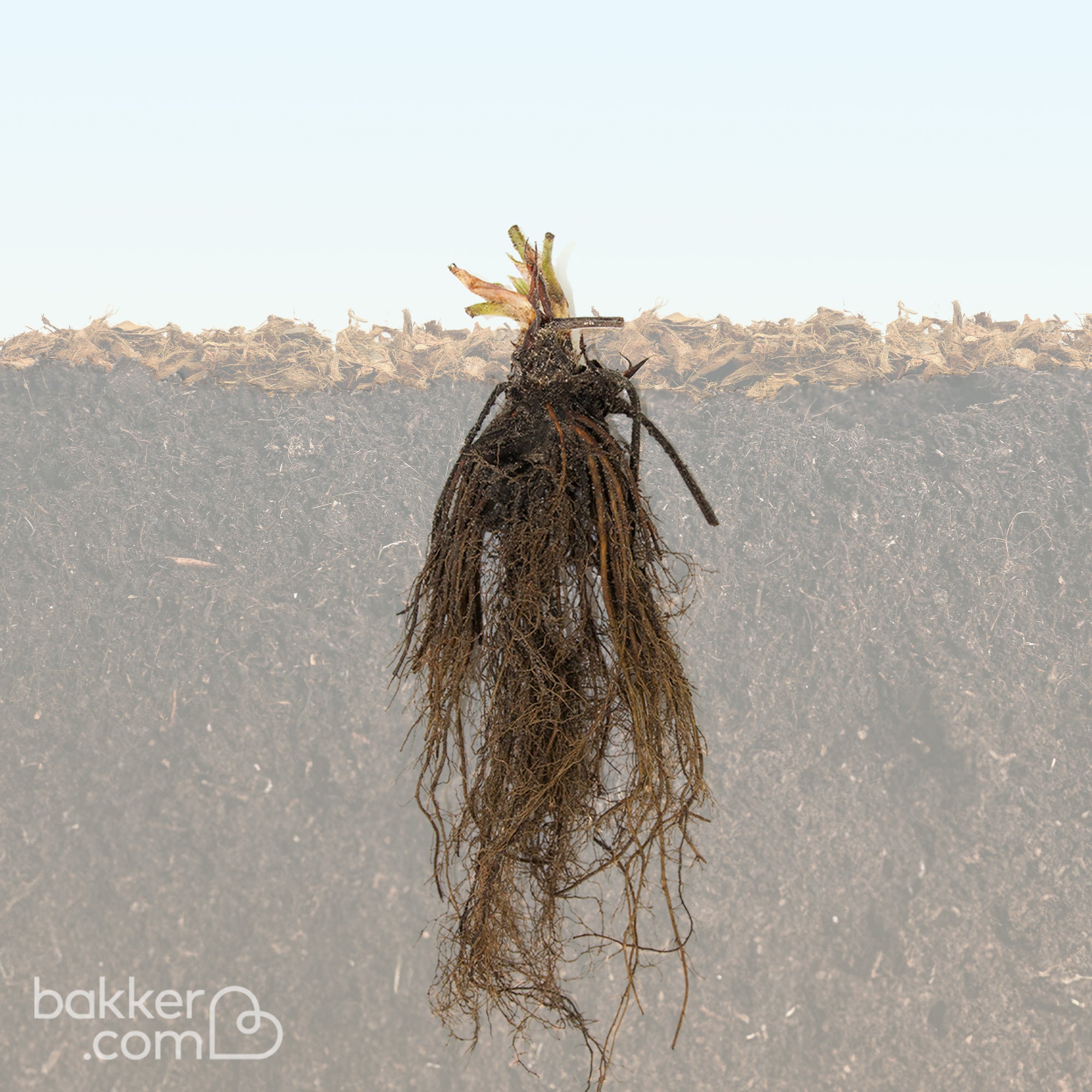 Sammlung 6 Monate Erdbeeren: Mara des Bois, Maestro, Gariguette. (x60 ...