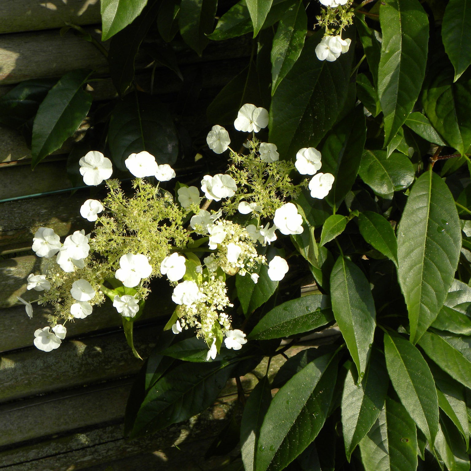 Kletterhortensie Seemanii - Hydrangea seemanii | Bakker.com