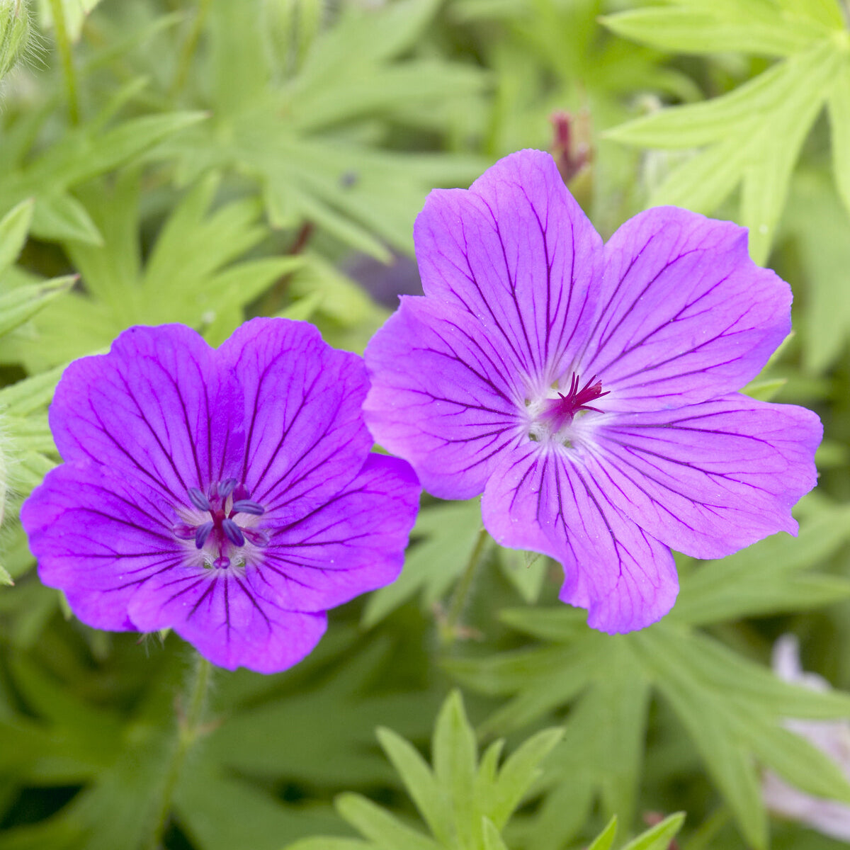 Geranie Tiny Monster - Geranium tiny monster | Bakker.com