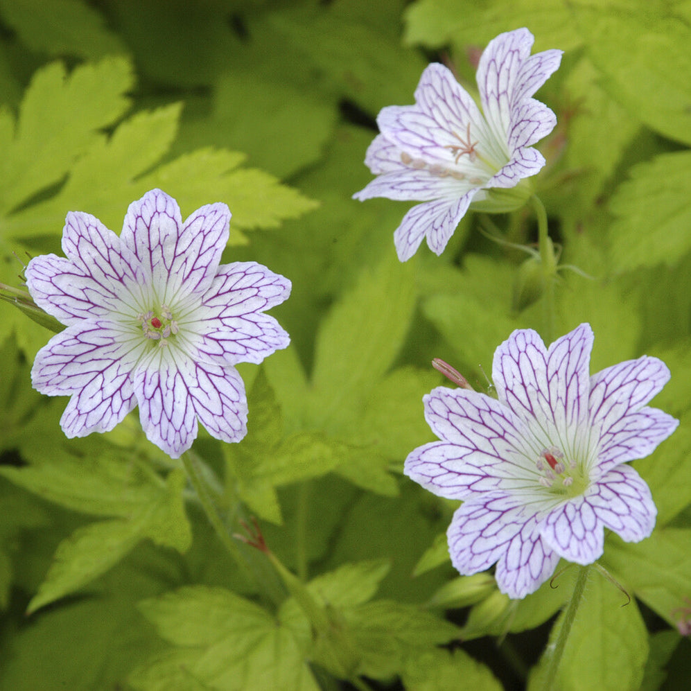 Staudengeranie versicolor - Geranium versicolor | Bakker.com
