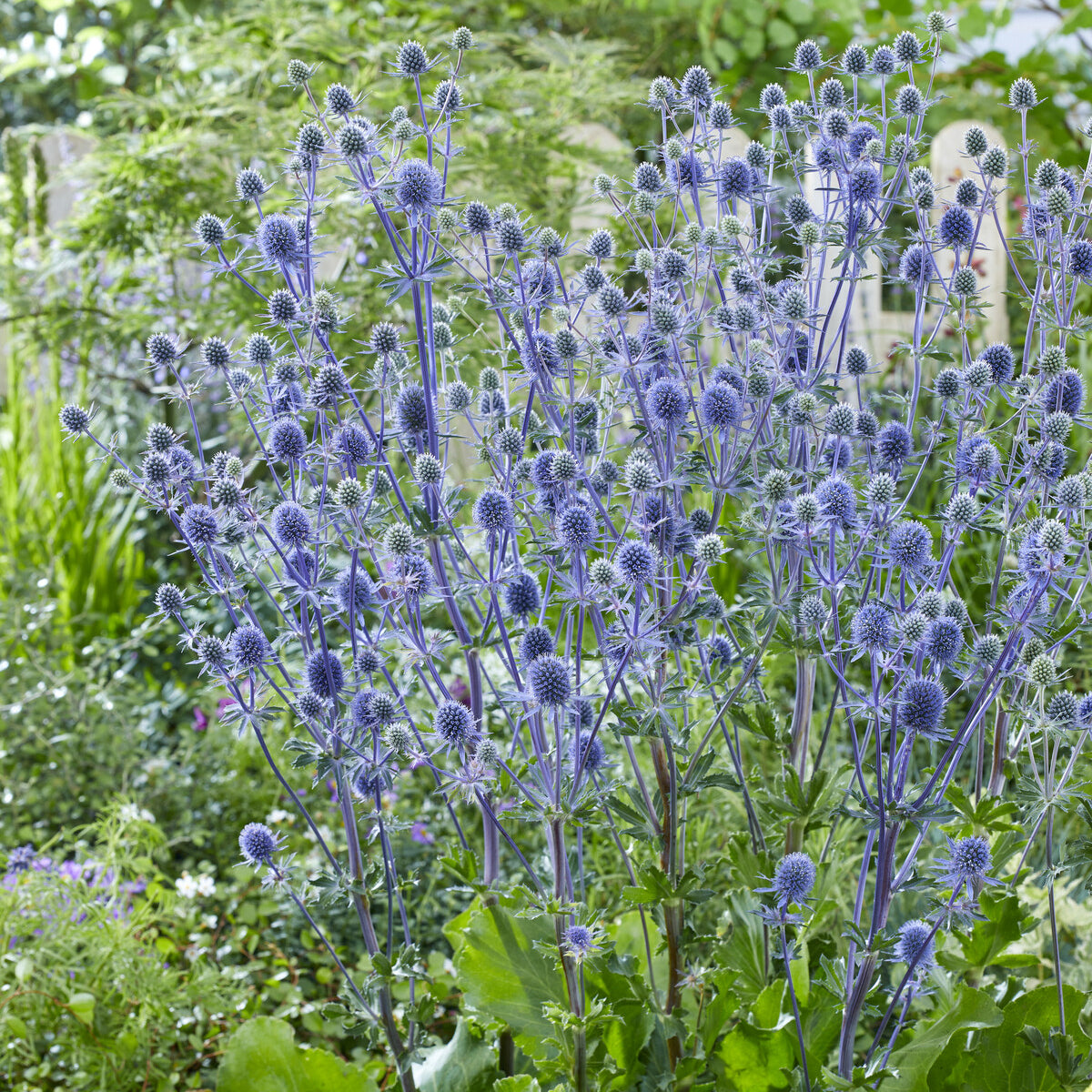 Blaue Distel - Eryngium planum | Bakker.com