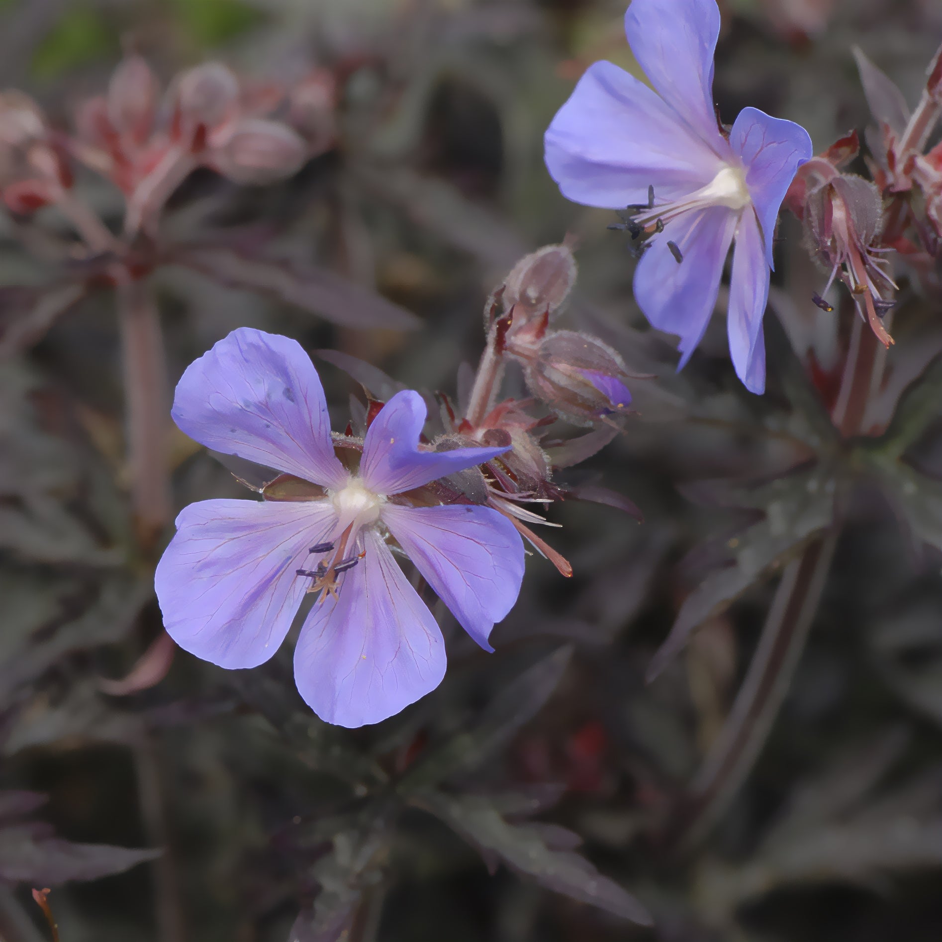 Wiesen-Geranie 'Midnight Reiter - Geranium pratense Midnight Reiter ...