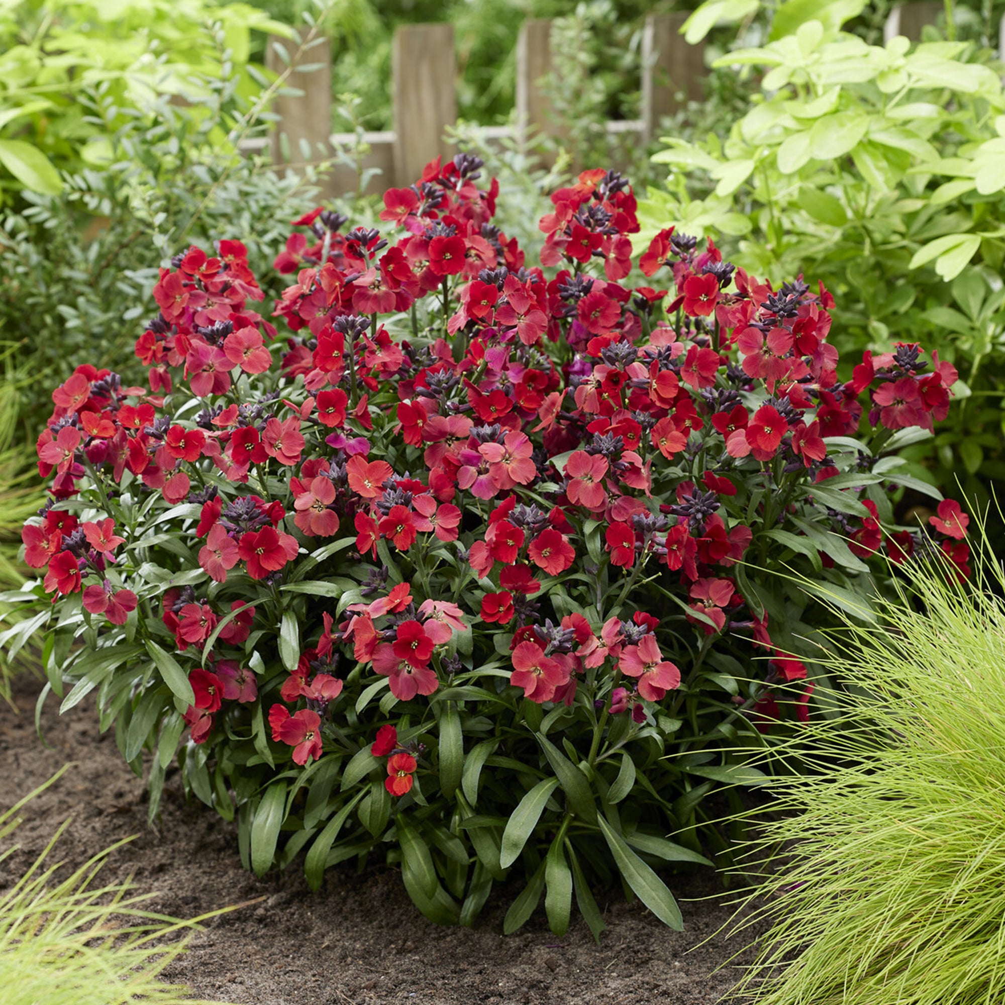 Erysimum Colour Vibe Red ® - Erysimum Colour Vibe Red ® | Bakker.com