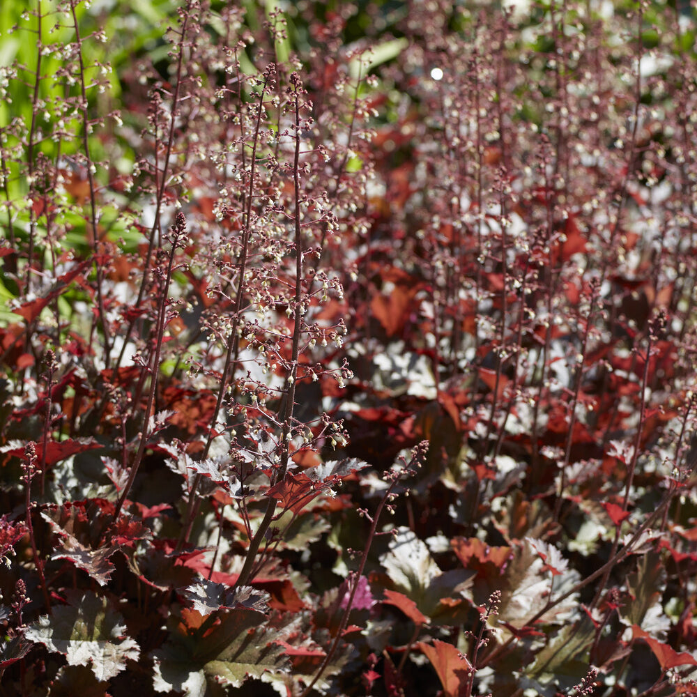 Purpurglöckchen 'Chocolate Ruffles' - Heuchera chocolate ruffles ...