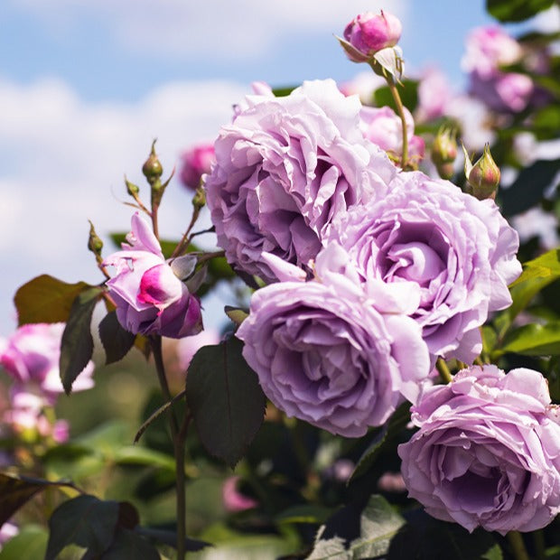 Kletterrose Indigoletta - Rosa indigoletta | Bakker.com