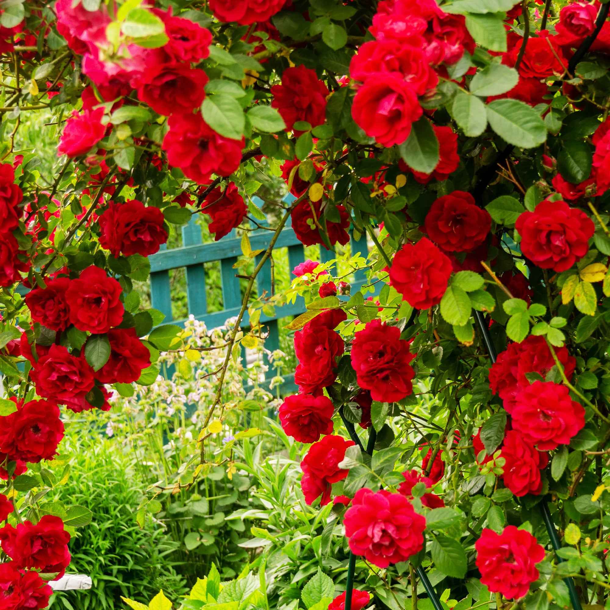 Kletterrose Musimara - Rosa Musimara | Bakker.com