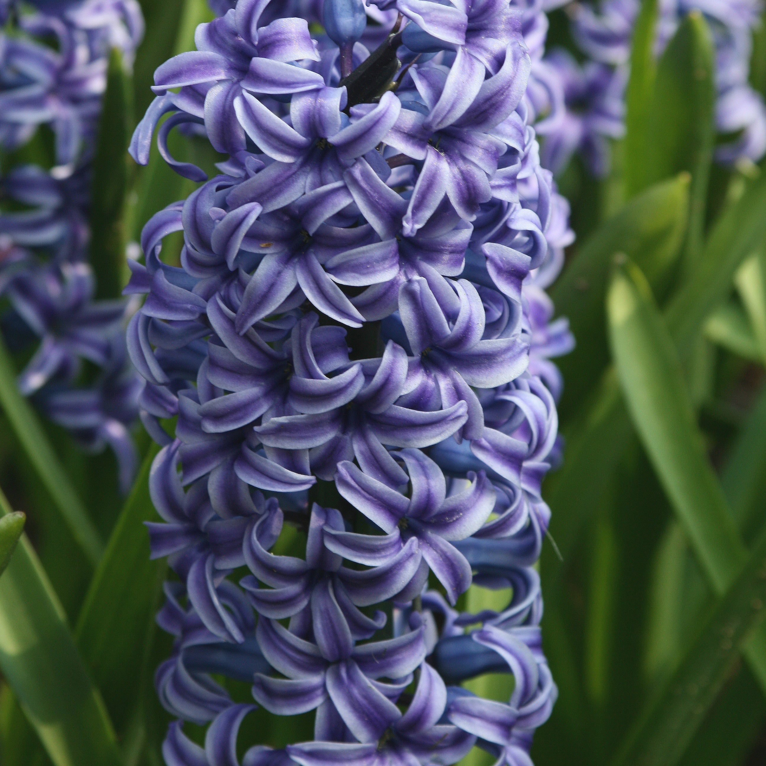 Blumenzwiebeln Hyazinthe 'Rembrandt' (x5) - Hyacinthus orientalis ...