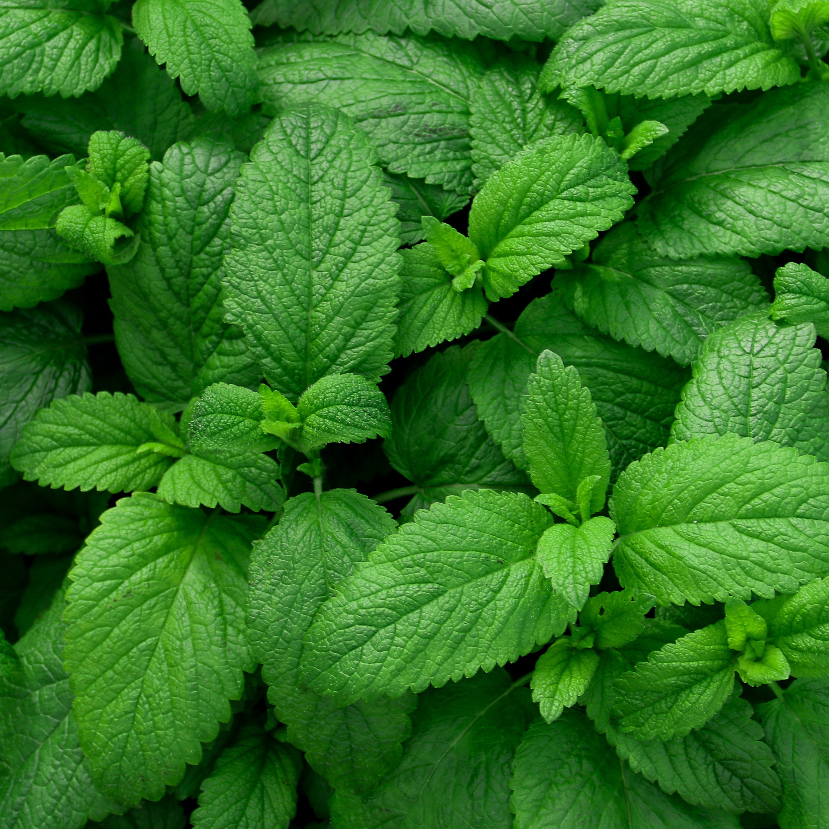 Grüne Minze Pflanze - Mentha spicata | Bakker.com