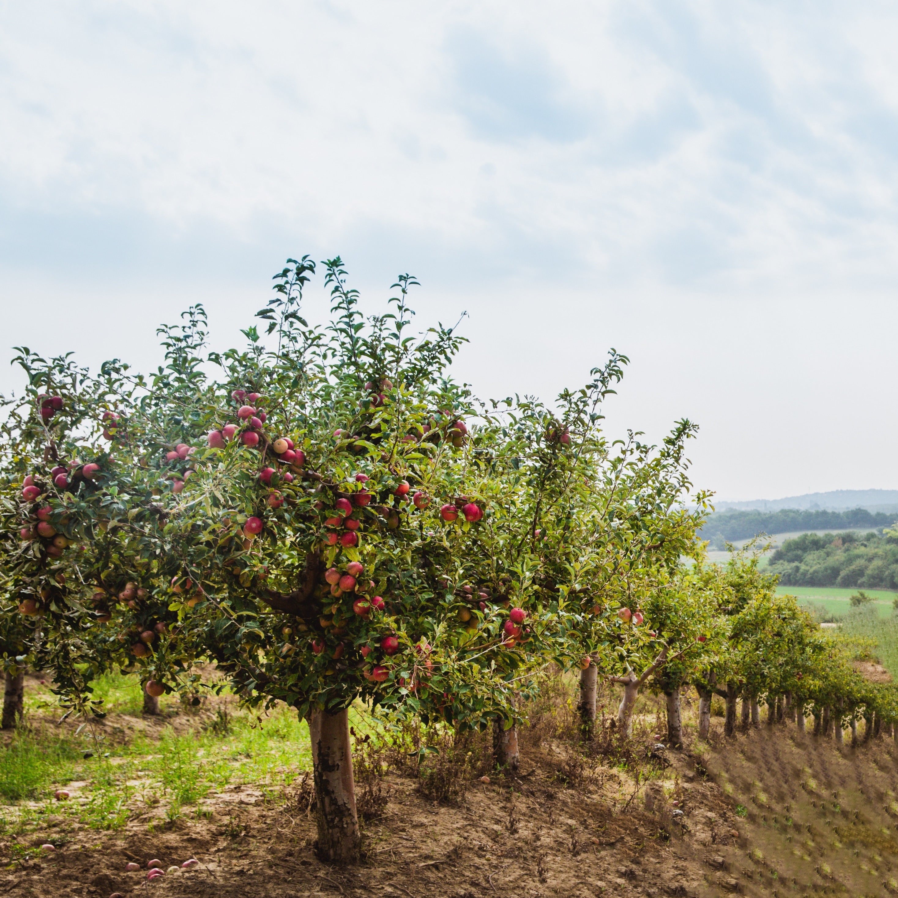 Apfelbaum Red Chief - Malus domestica 'red chief' | Bakker.com