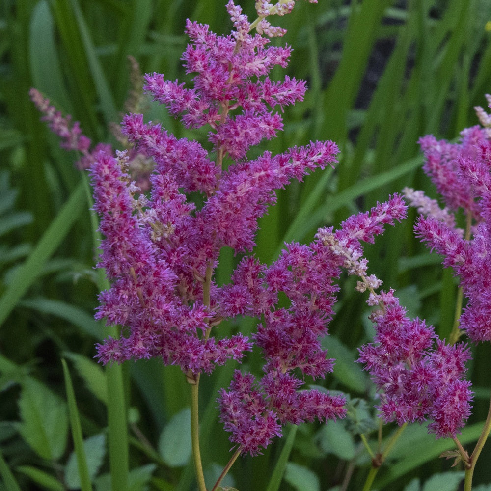Japanische Prachtspiere Elizabeth van Veen - Astilbe japonica ...