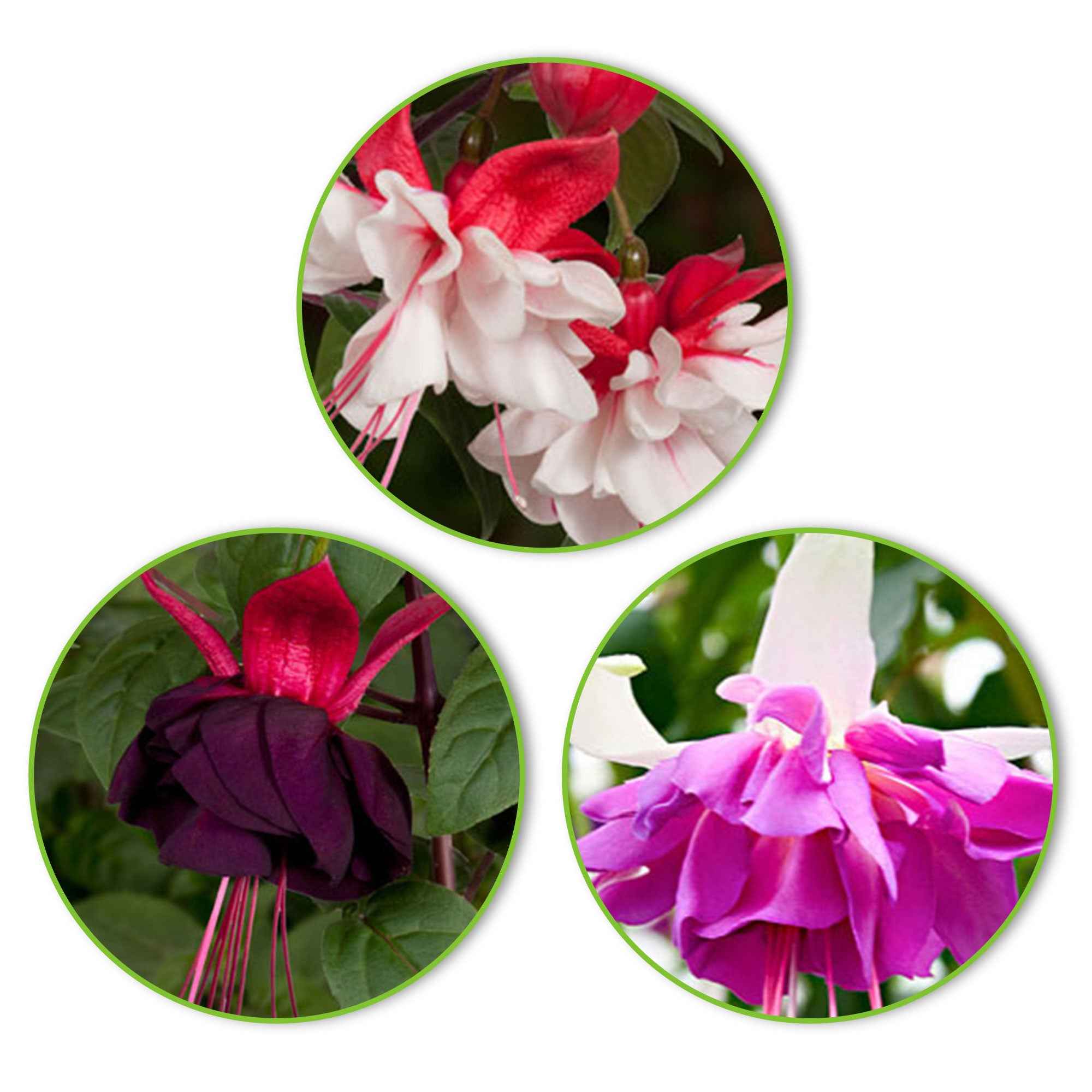 Fuchsia Mischung 'Bella Rosella' + 'Blue Angel' + 'New Millenium' (x3 ...