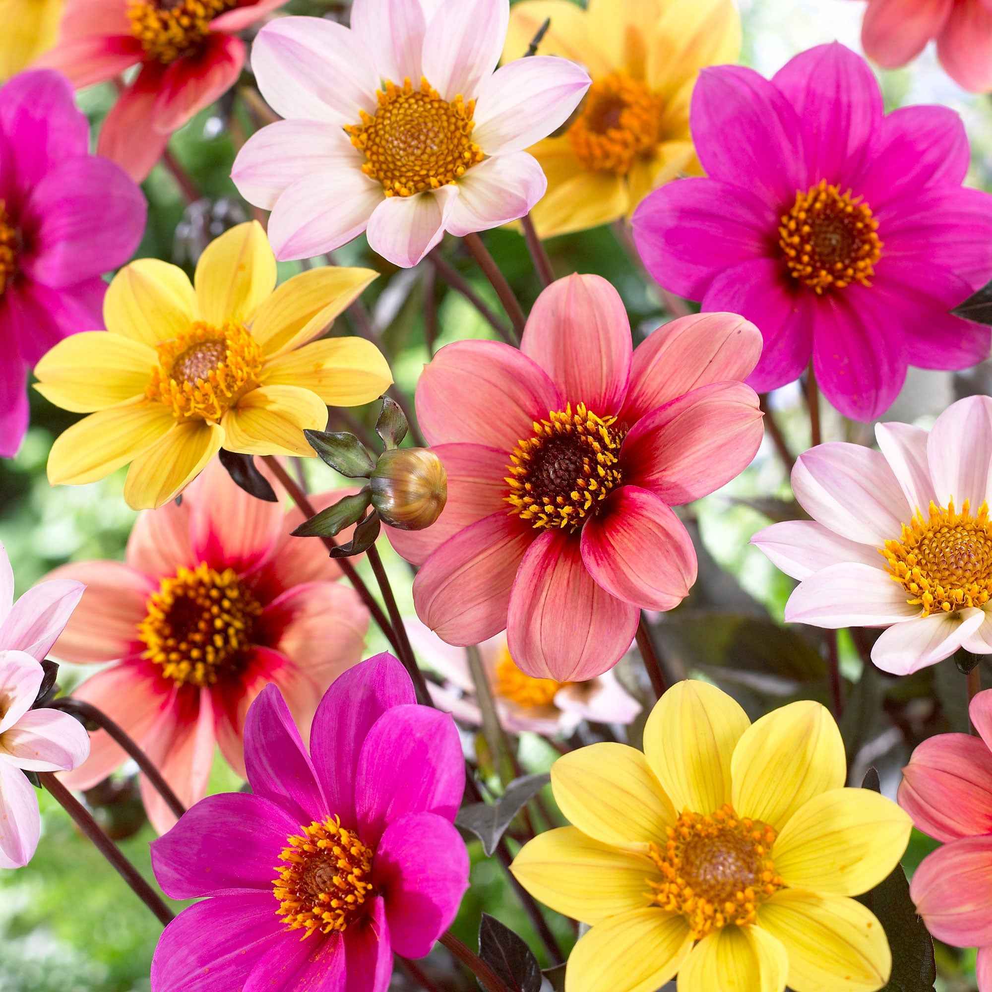 Blumenzwiebeln Dahlien Mischung 'HS Butterfly' (x6) - Dahlia 'Flame ...