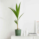 Kokospalme Cocos nucifera - Cocos nucifera | Bakker.com