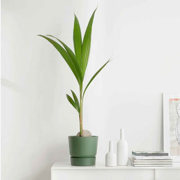 Kokospalme Cocos nucifera - Cocos nucifera | Bakker.com