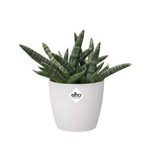 Pflanzenversand | Pflanzen Online Kaufen | Bakker.com