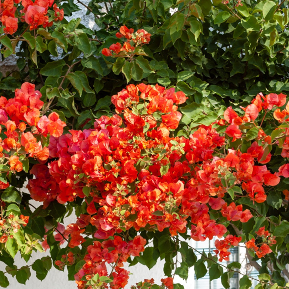 Bengal Orange Bougainvillea Growing Bougainvillea– Bougainvillea