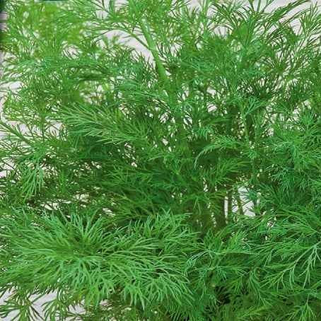 Saatgut Dill Bouquet Compatto - Anethum graveolens compatto | Bakker.com