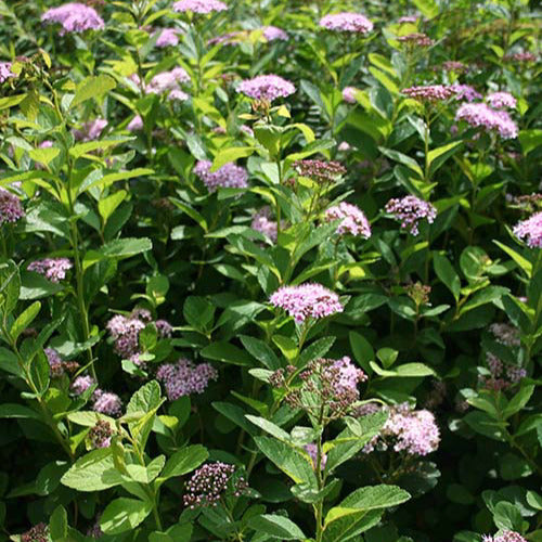 Purple Spirea Spiraea Japonica Goldflame. Buy Online London Garden