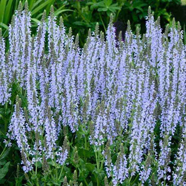 Salbei Crystal Blue - Salvia nemorosa crystal blue ( color spires ...