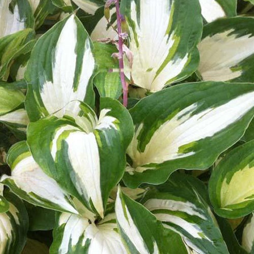 Hosta Christmas Candy Funkia - Hosta hybride christmas candy | Bakker.com