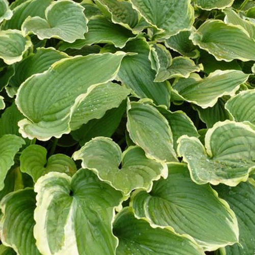 Hosta Spring Fling Funkia - Hosta spring fling | Bakker.com