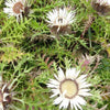 Silberdistel - Carlina acaulis subsp. simplex | Bakker.com