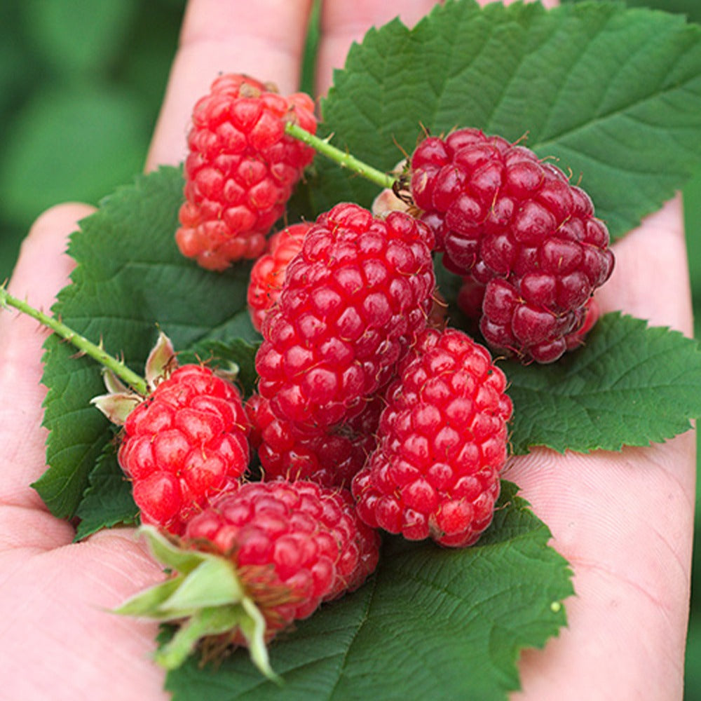 Brombeere-Himbeere Bounty Berry - Rubus fruticosus tayberry bounty ...