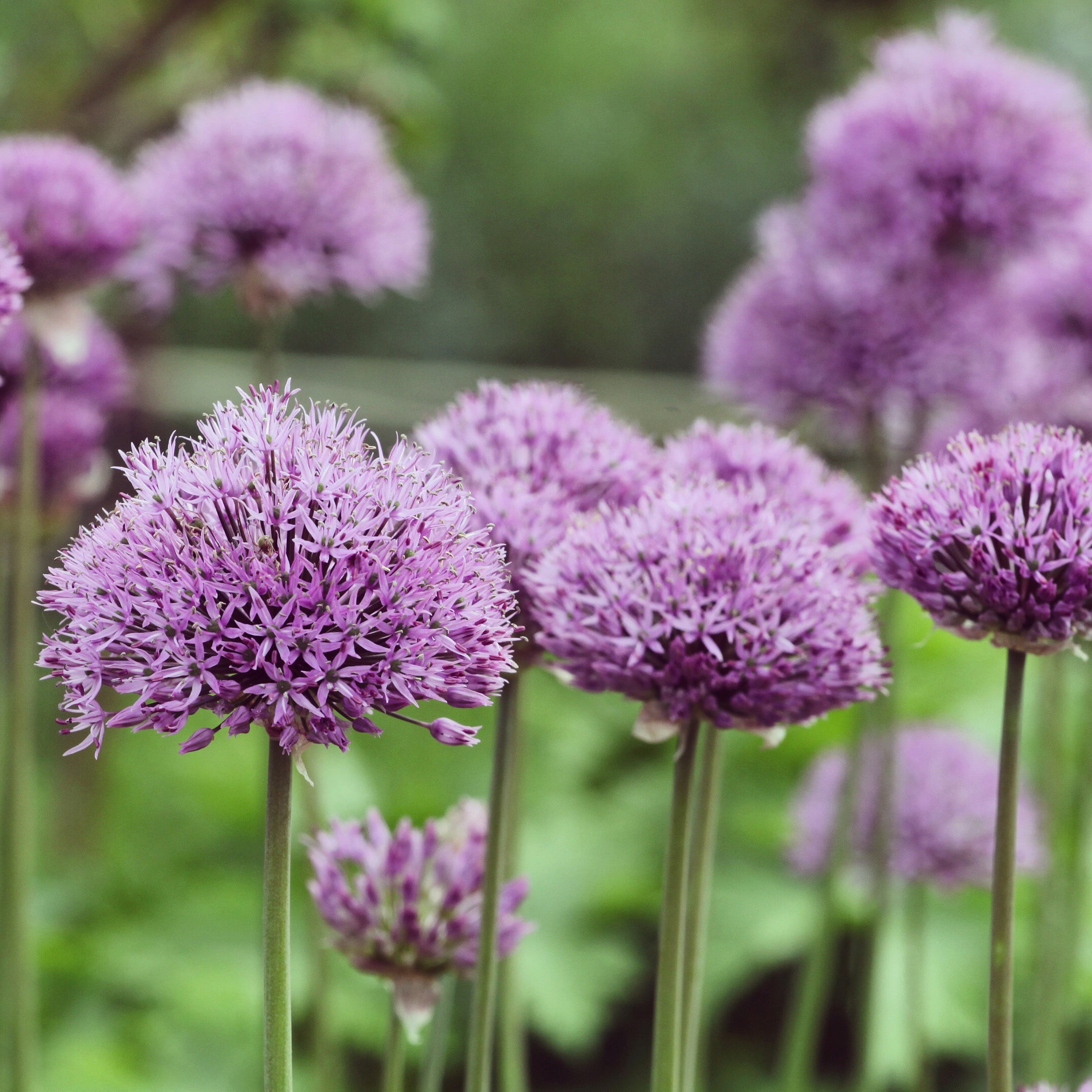 Blumenzwiebeln Allium Pinball Wizard - Allium pinball wizard | Bakker.com